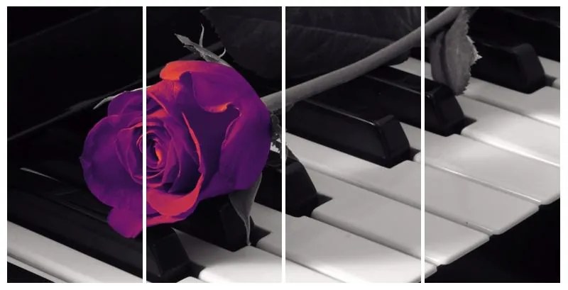 Obraz fialové růže na piánu  (160x80 cm), 40 dalších rozměrů