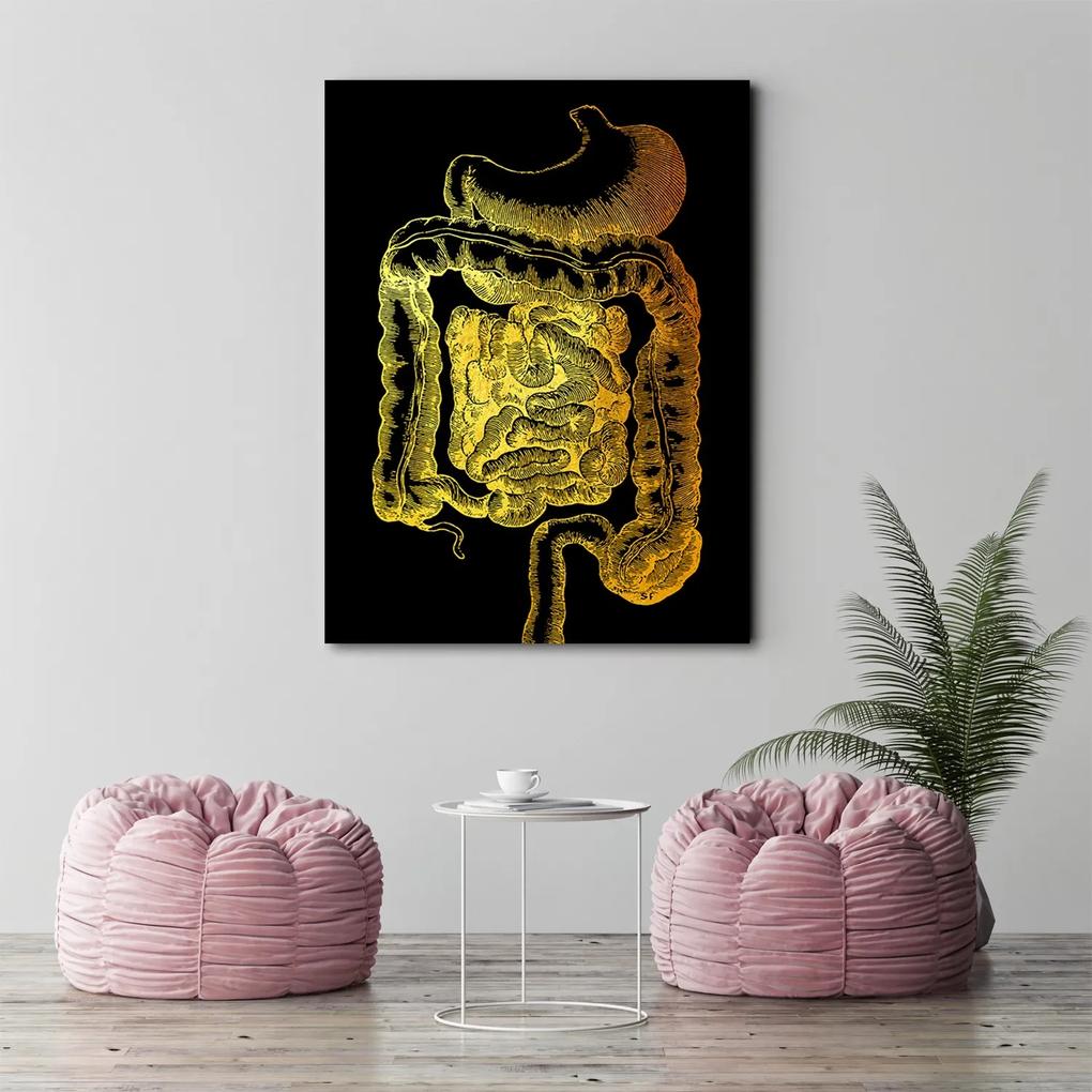 Gario Obraz na plátně Zlatá anatomie, Gastrointestinální trakt - Gab Fernando Rozměry: 40 x 60 cm