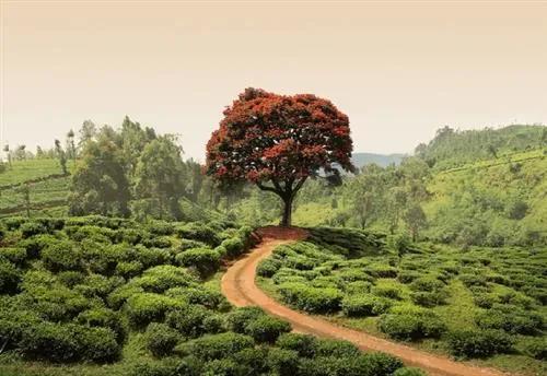 Fototapety červený strom na Srí Lance rozměr 368 cm x 254 cm