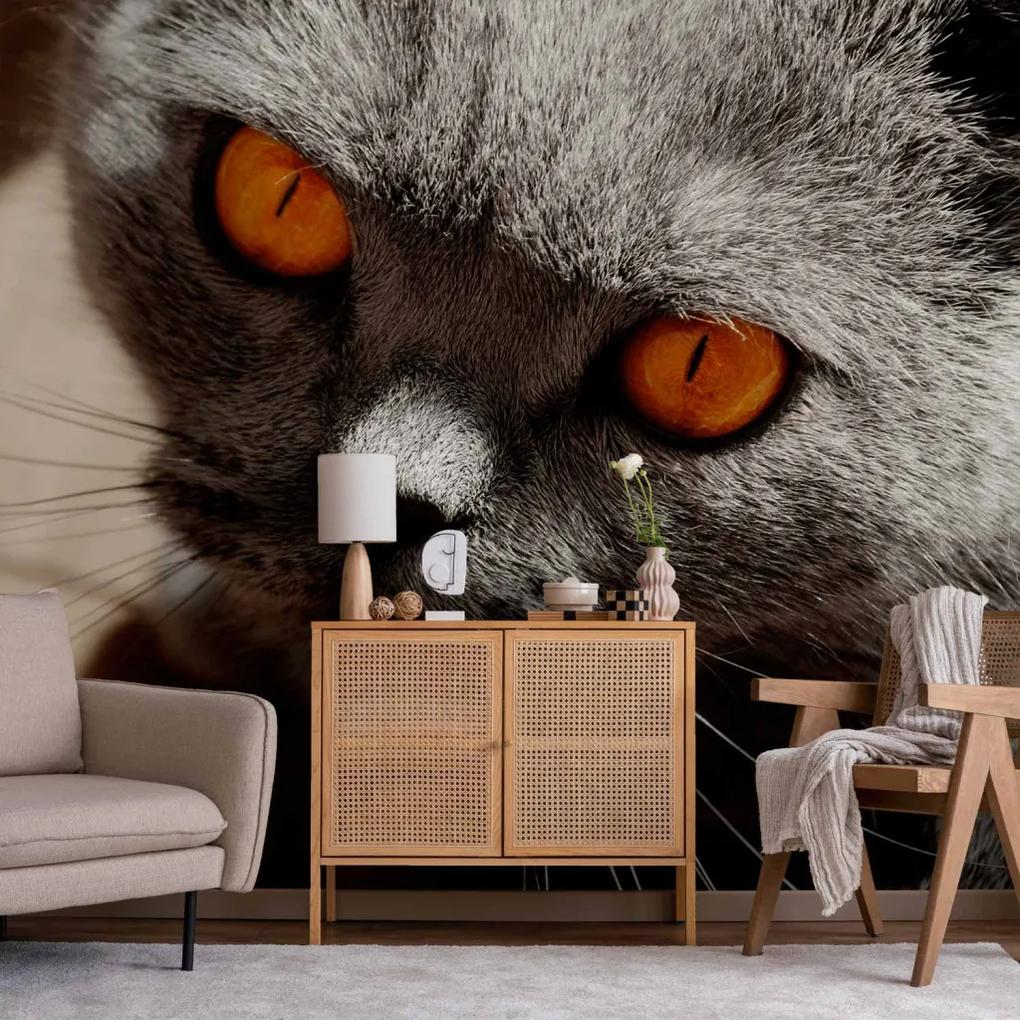 Fototapeta Zvíře na snímku - portrét šedé kočky s oranžovýma očima