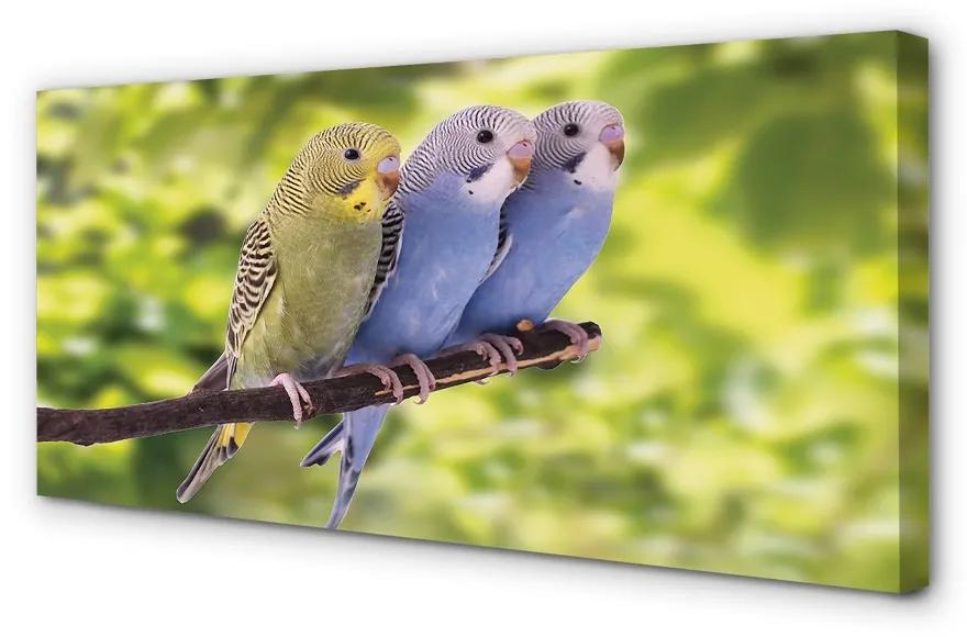 Obrazy na plátně Barevné papoušek na větvi 100x50cm