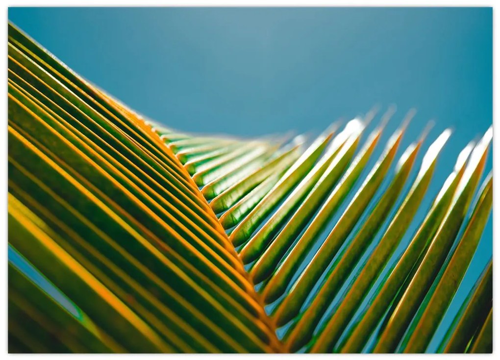 Skleněný obraz - Detail palmového listu (70x50 cm)