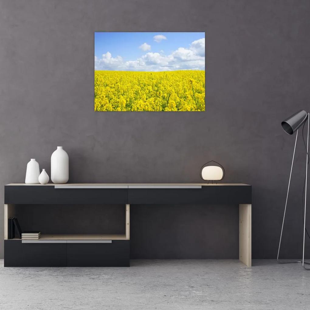Skleněný obraz žlutého pole (70x50 cm)