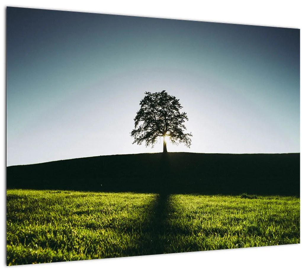 Obraz přírody - strom (70x50 cm)