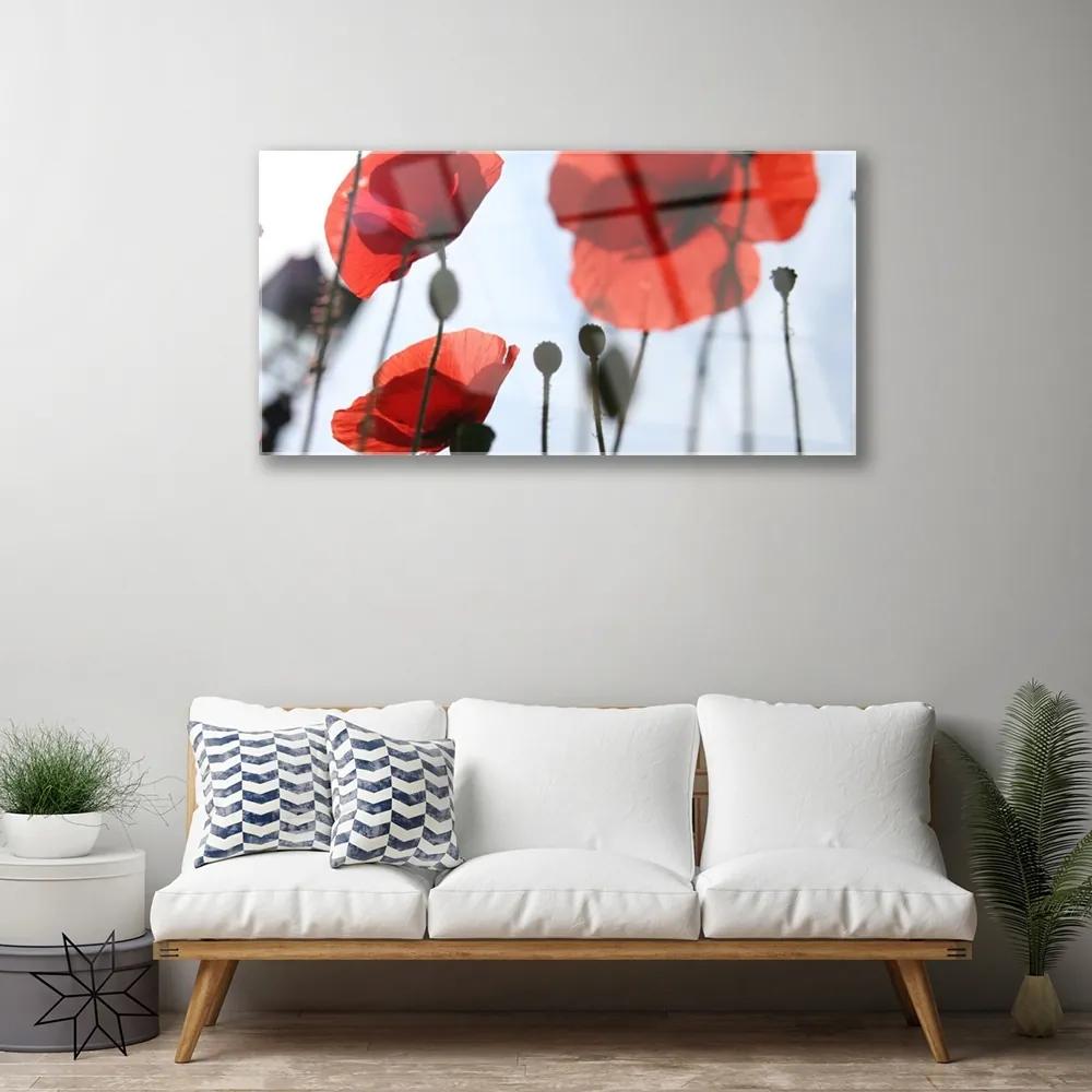 Obraz na skle Máky Rostlina 140x70 cm