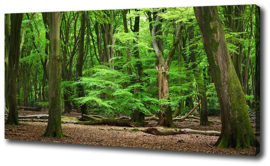 Wallmuralia Foto obraz na plátně Nizozemský les 100x50