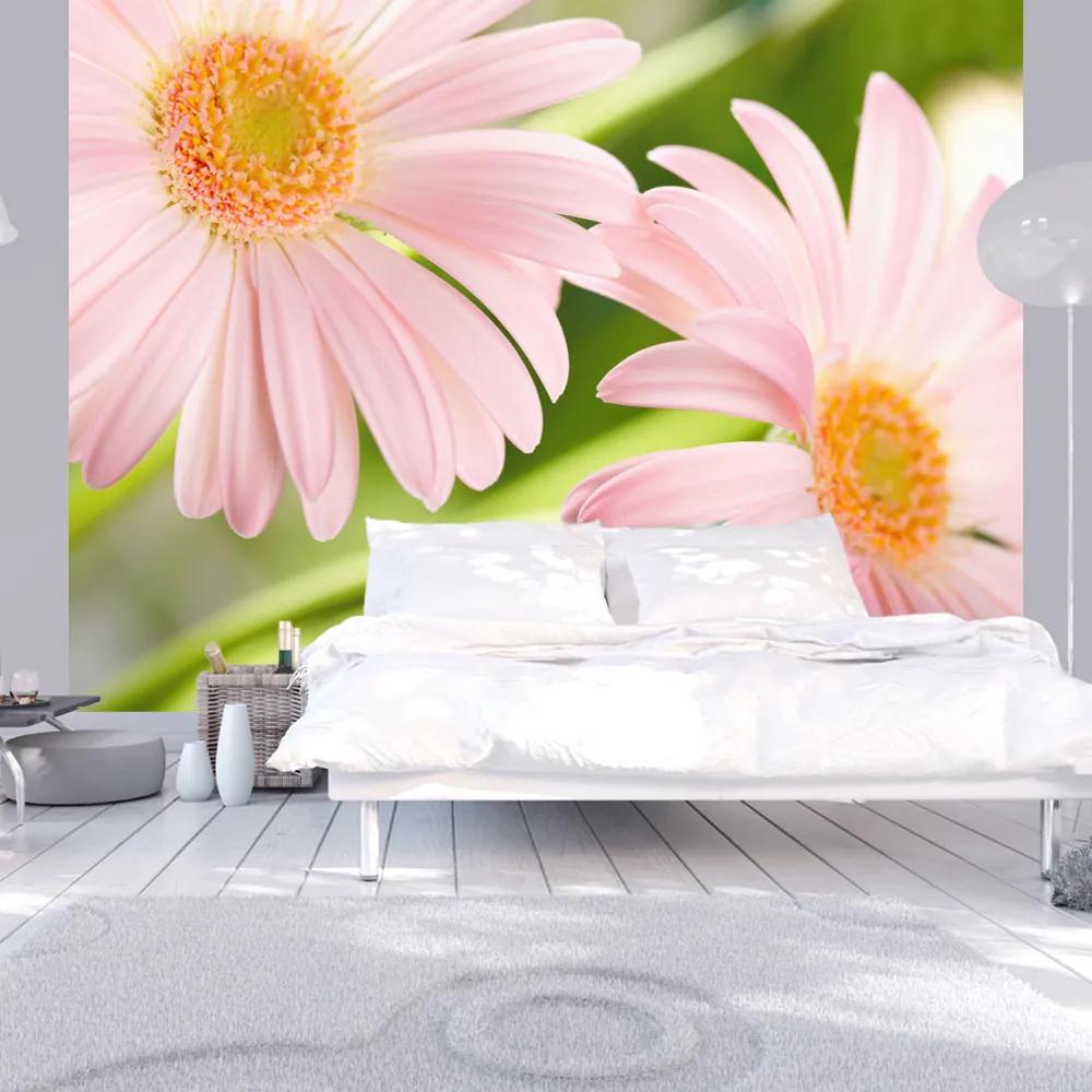 Fototapeta Bimago - Two pink gerbera daisies + lepidlo zdarma 200x154 cm