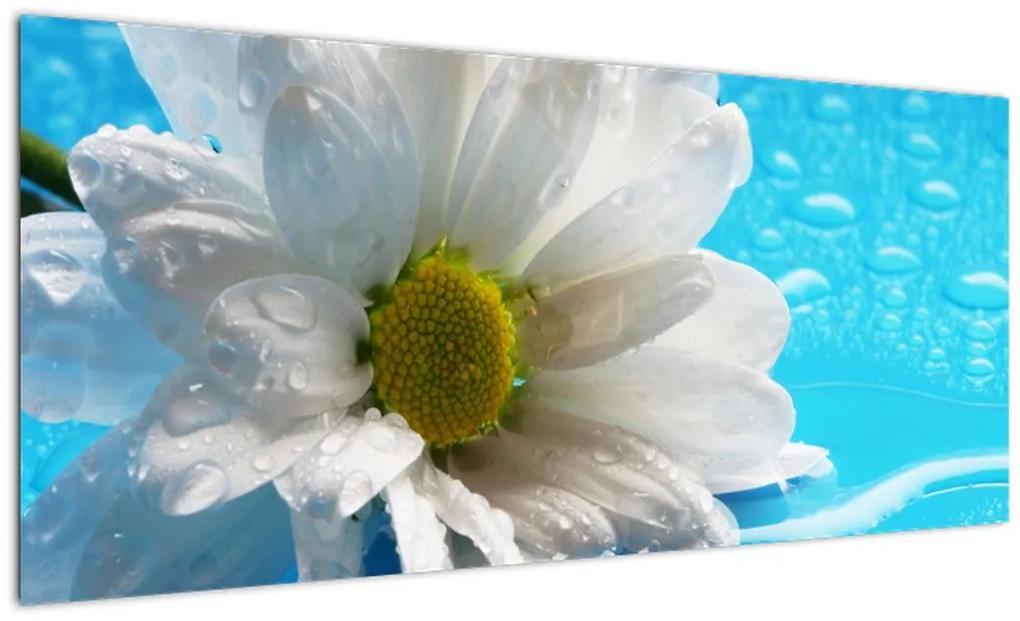 Obraz květu kopretiny (100x40cm)
