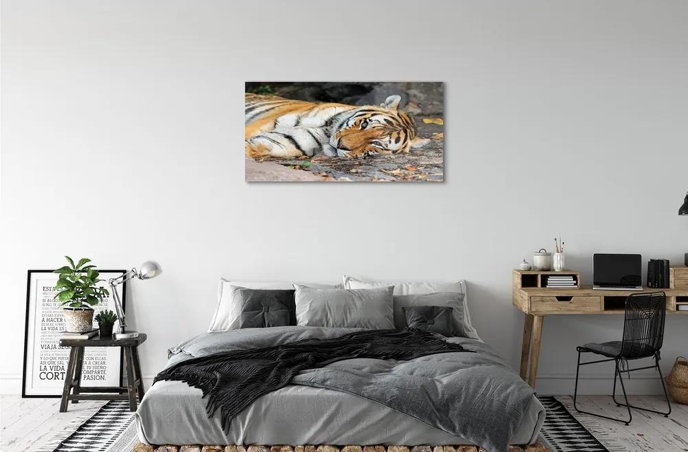 Obraz na skle ležící tygr 100x50 cm