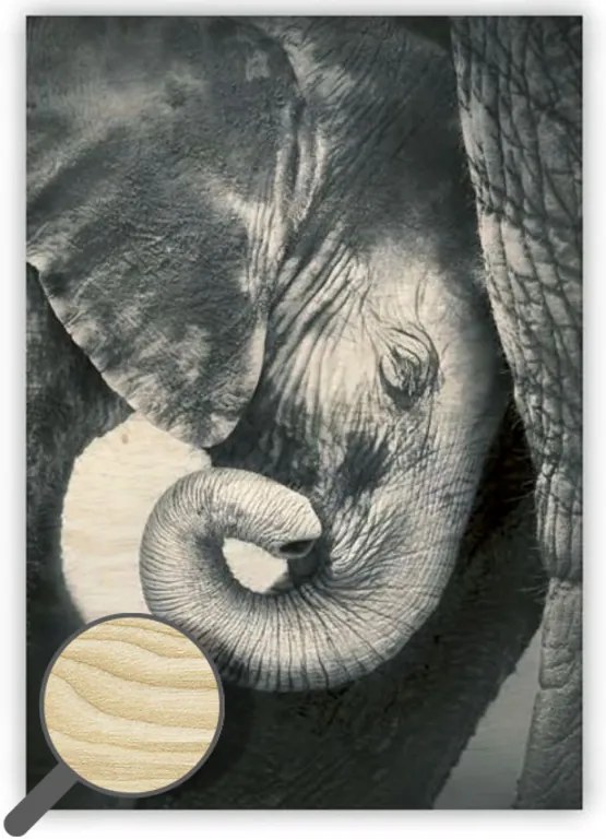 Helma 365, Dřevěný moderní obraz na stěnu se zvířaty Little Elephant (slon), černobílý