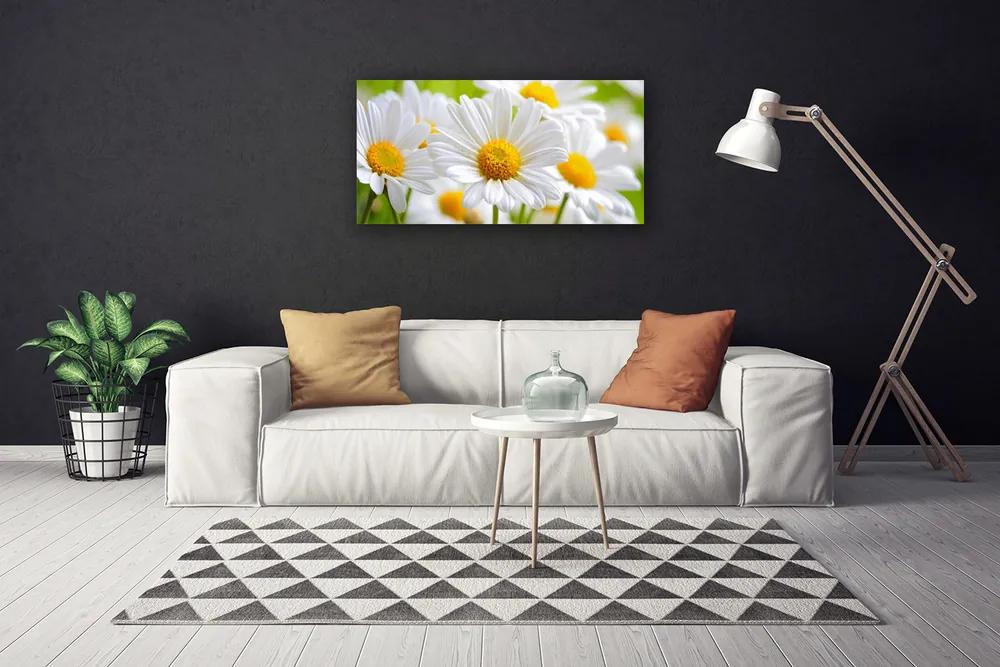 Obraz na plátně Sedmikrásky Rostlina Příroda 100x50 cm