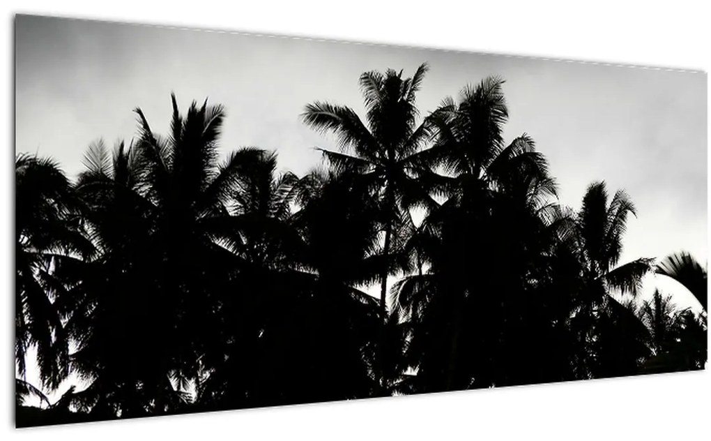 Obraz černobílý - palmy (100x40 cm), 40 dalších rozměrů