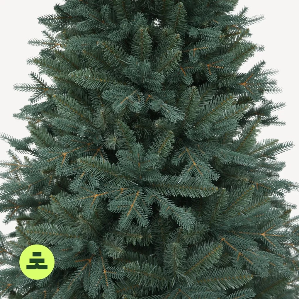 Smrk Stříbrný 180 cm
