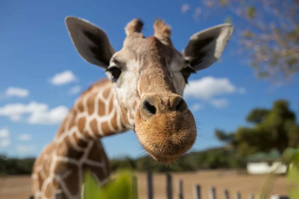 DIMEX | Samolepicí vliesová fototapeta na zeď Žirafí selfie MA-5-0445 | 375 x 250 cm | zelená, béžová, hnědá