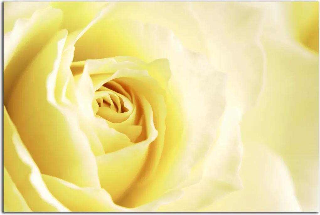 Obraz Žlutá růže , vícedílný