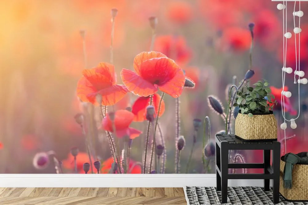 Fototapeta Poppy Field Hladký vinyl 460x300