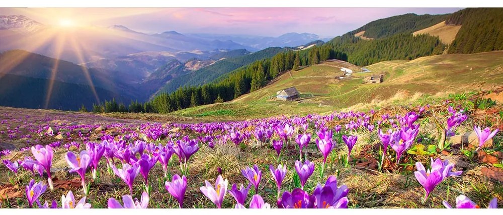 MP-2-0064 Vliesová obrazová panoramatická fototapeta Crocuses at Spring, velikost 375 x 150 cm