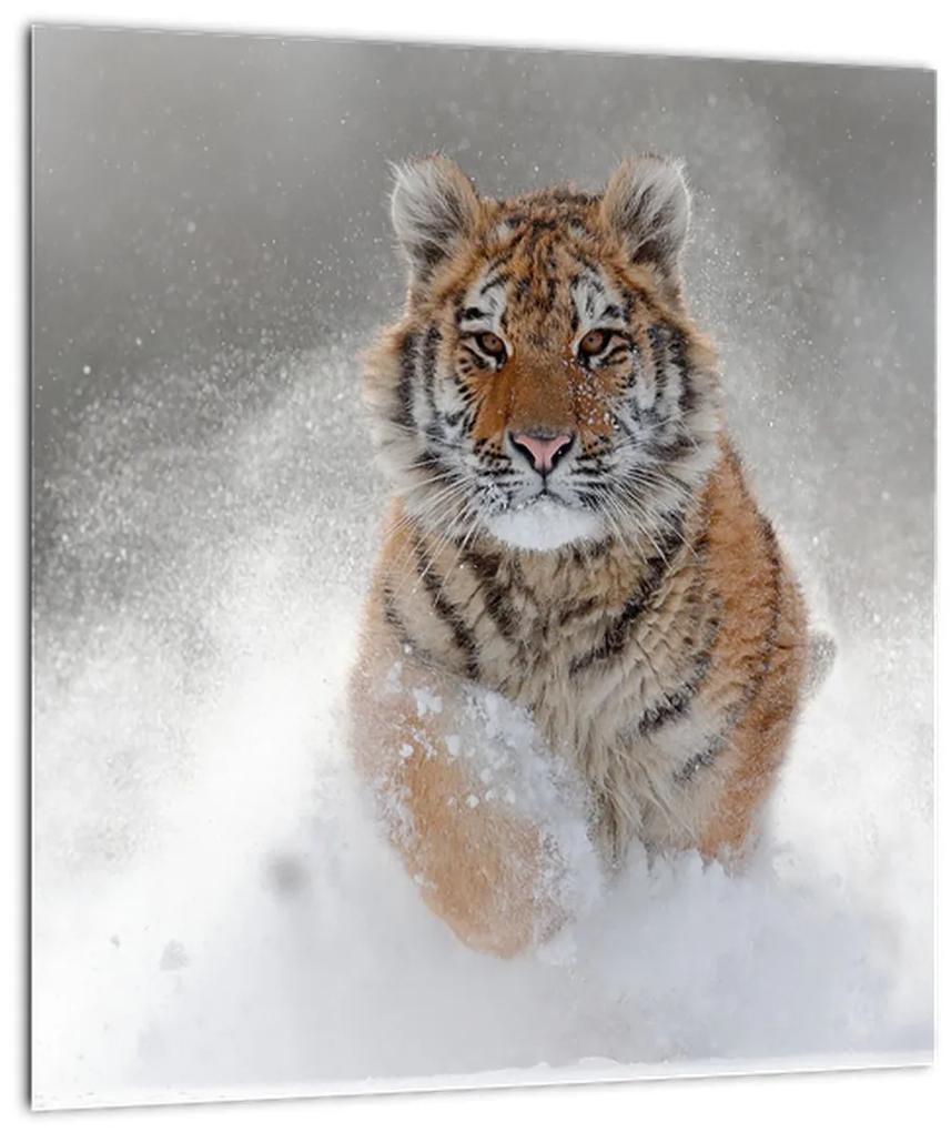 Obraz běžícího tygra ve sněhu (30x30 cm)