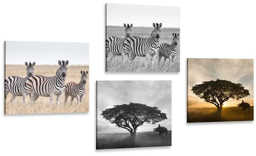 Set obrazů zvířata žijící na Savanu Varianta: 4x 40x40