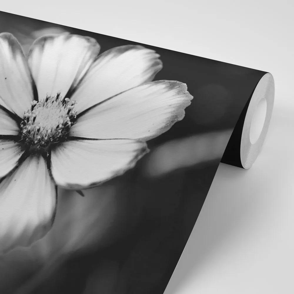 Fototapeta zahradní černobílý květ krasulky