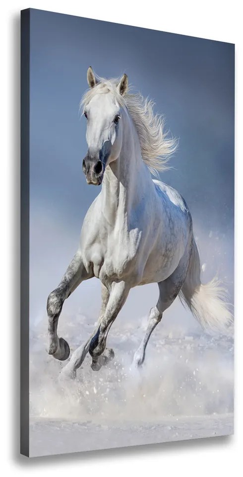 Wallmuralia Foto obraz na plátně Bílý kůň cval 70x140 cm