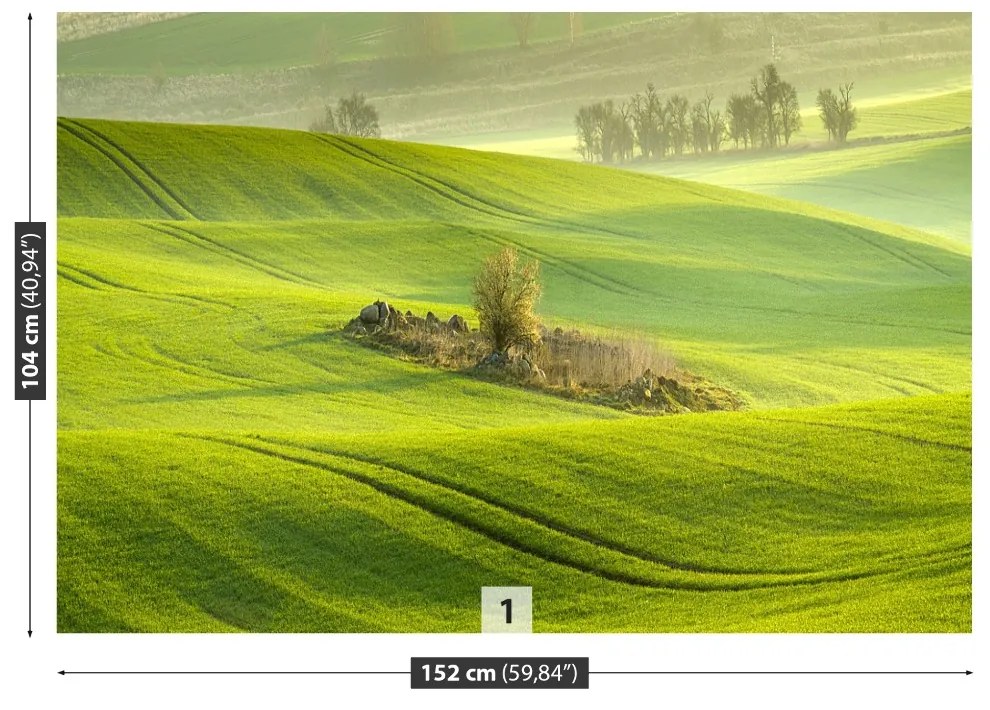 Fototapeta Kukuřičné pole 104x70