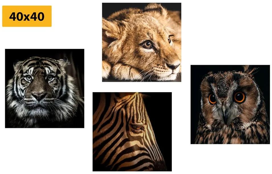 Set obrazů divoká zvířata Varianta: 4x 40x40