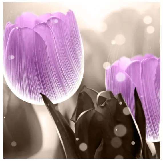 Obraz světle fialových tulipánů (30x30 cm), 40 dalších rozměrů