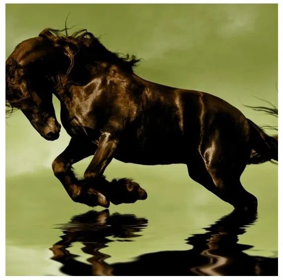 Obraz černého koně na zeleném pozadí  (50x50 cm), 40 dalších rozměrů