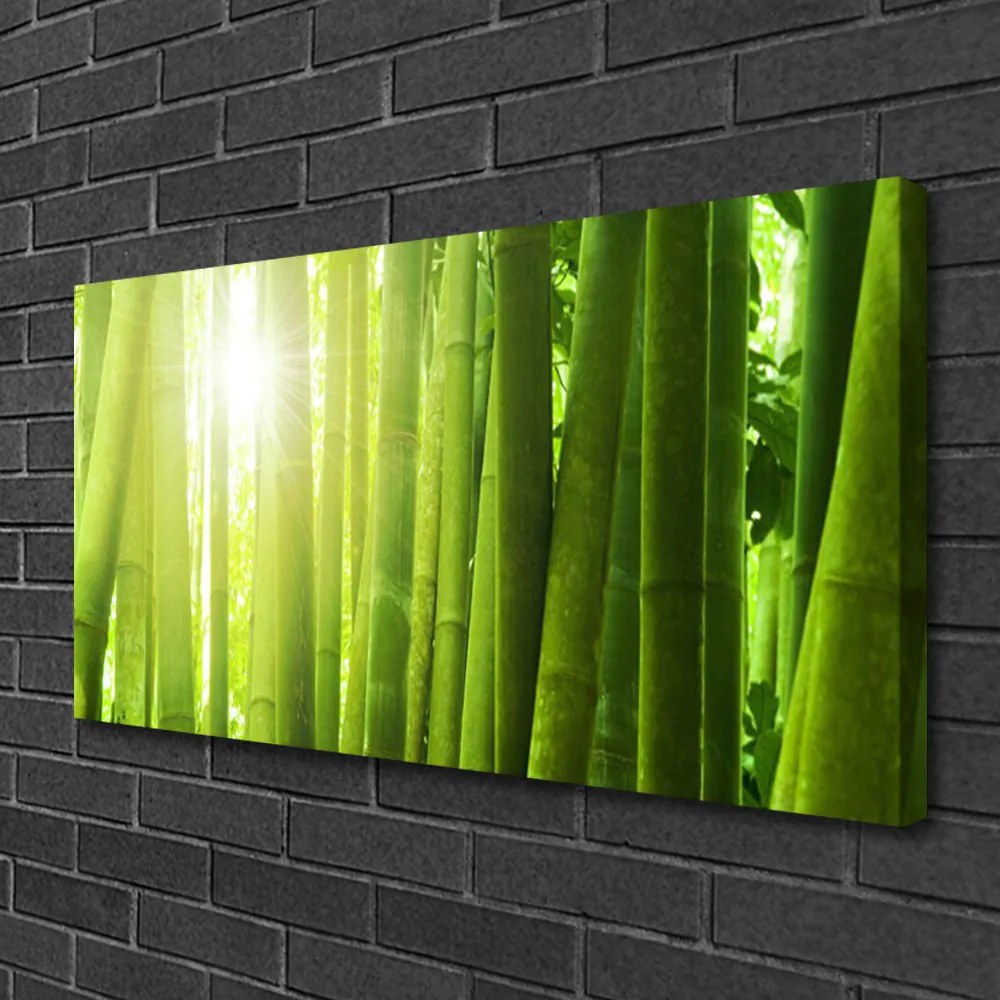 Obraz na plátně Bambus Rostlina 100x50 cm