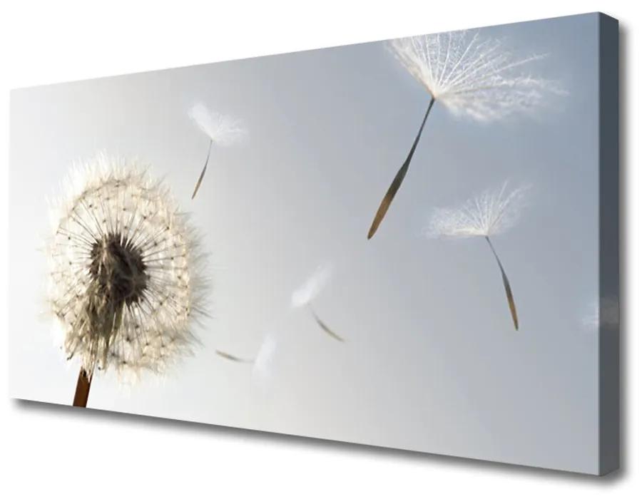 Obraz na plátně Pampeliška Květiny Příroda 100x50 cm