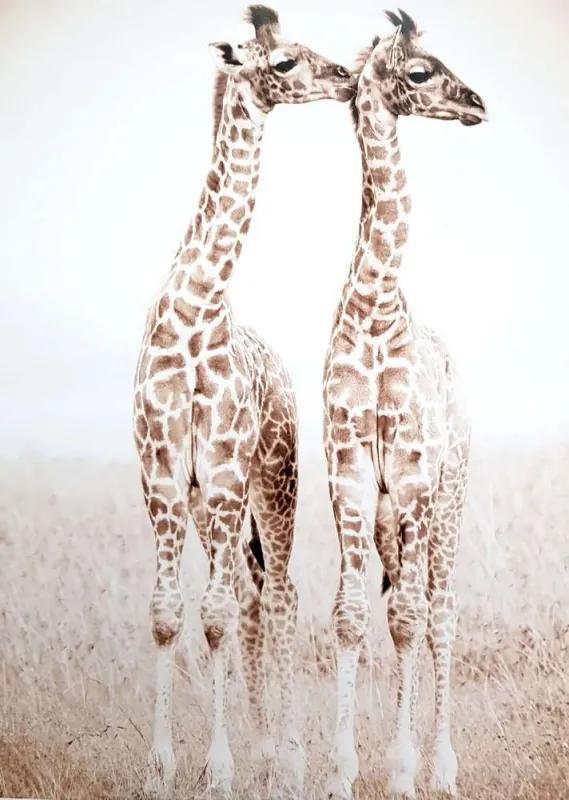 ART-STYLE Obrázek 30x40, žirafy, rám bílý s patinou