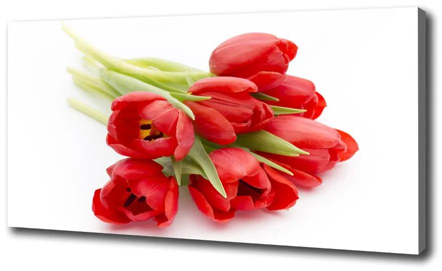 Wallmuralia Foto obraz na plátně Červené tulipány 100x50