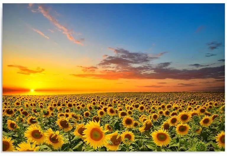 Obraz CARO - Landscape Sunflowers 40x30 cm