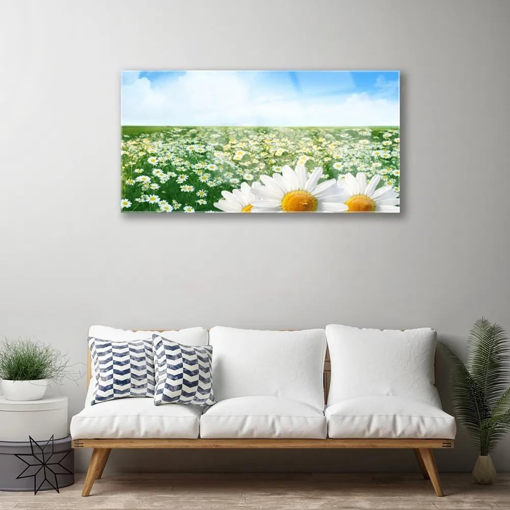 Obraz na skle Sedmikrásky Květiny Louka Pole 120x60 cm