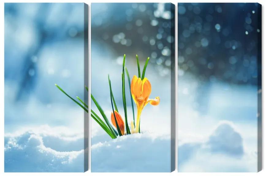 Vícedílný obraz Žluté Krokusy Prorážejí Sněhem Nedostatek Nedostatek Přírodní plátno 60x40