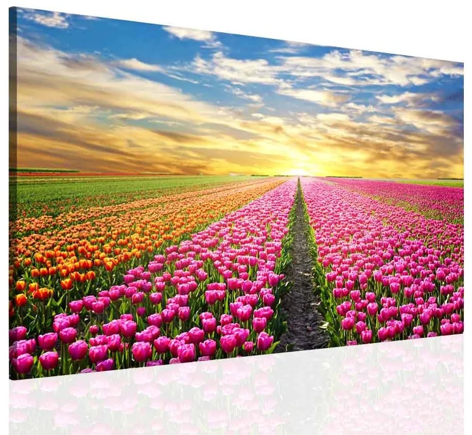 Obraz na stěnu - barevné tulipány