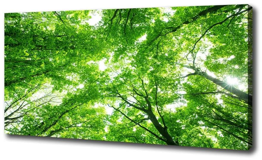 Wallmuralia Foto obraz na plátně Zelený les 100x50 cm