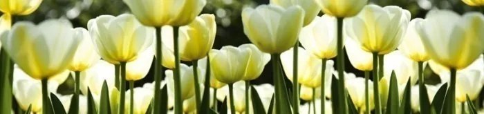 DIMEX | Fototapeta do kuchyně Bílé tulipány KI-260-009 | 260 x 60 cm | zelená, bílá, žlutá
