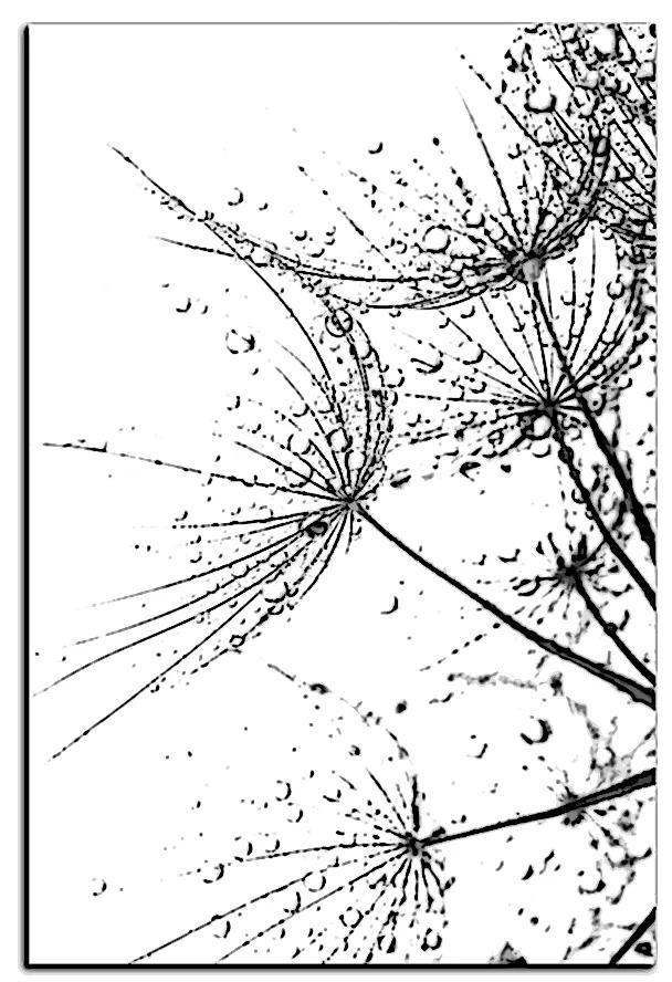 Obraz na plátně - Pampelišková semínka s kapkami vody - obdélník 7202QA (90x60 cm  )