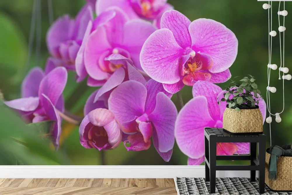 Fototapeta Orchid Blossoms 3D Hladký vinyl 416x290