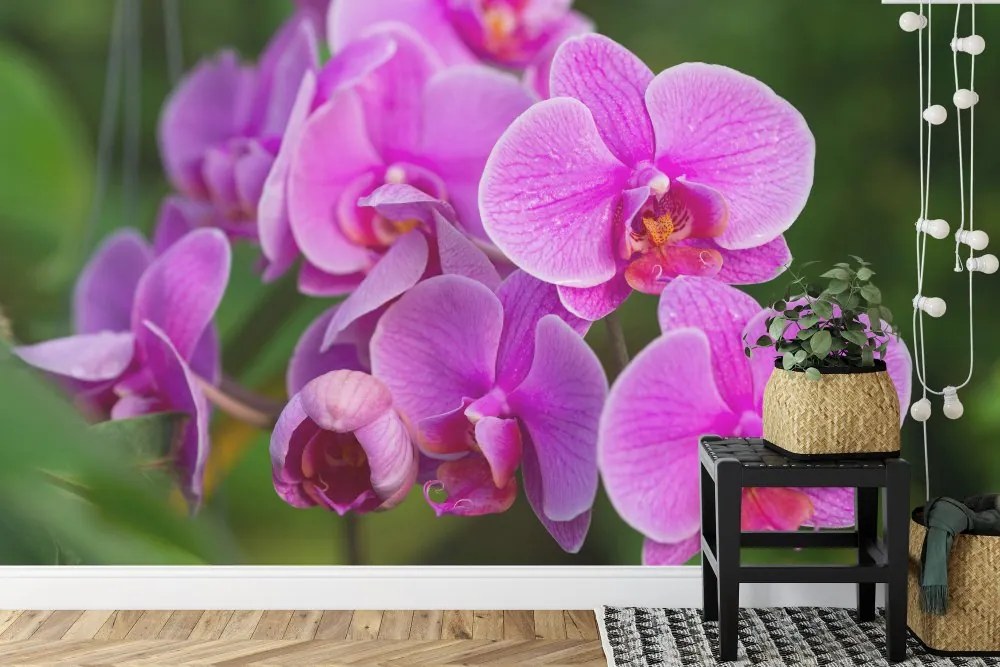 Fototapeta Orchid Blossoms 3D Omyvatelný vlies 450x300