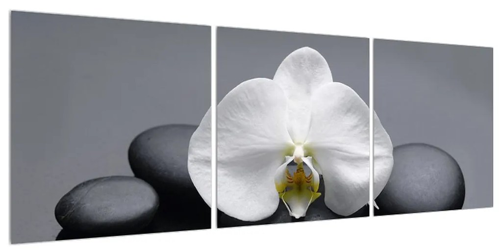 Obraz orchideje (120x40 cm)