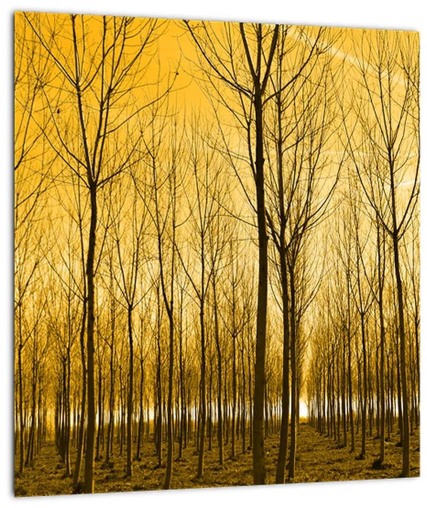 Obraz - Plantáž stromů (30x30 cm)