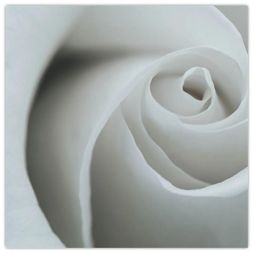 Obraz - Bílá růže (30x30 cm)