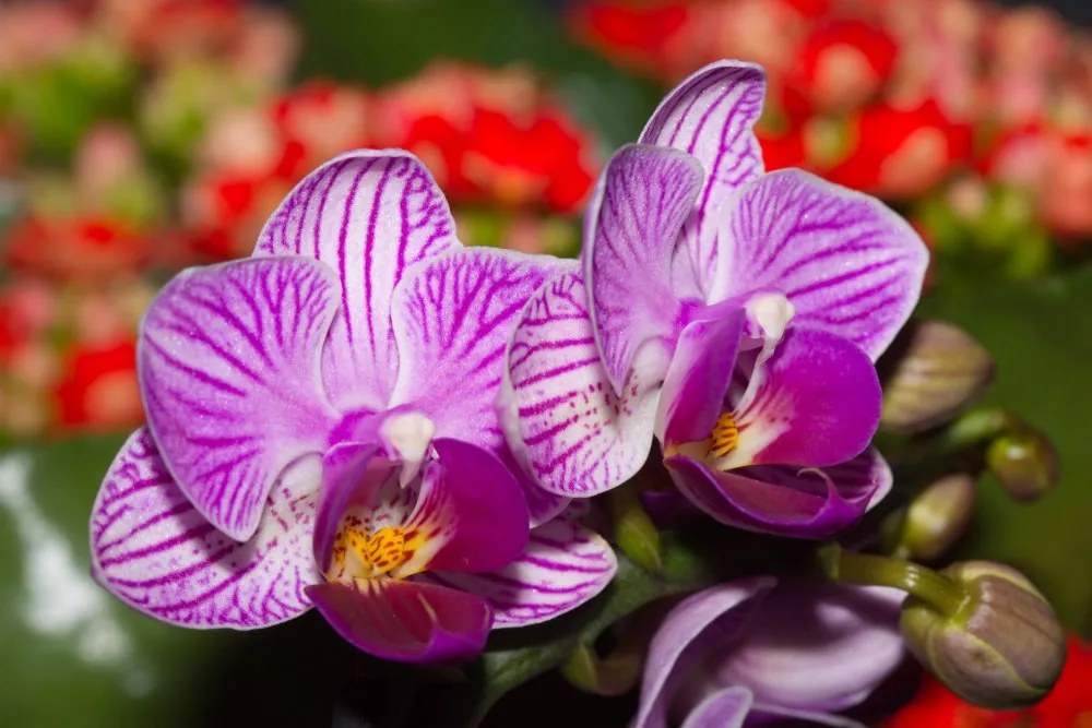 Fototapeta Optická Orchidea 3D Vliesová tapeta 254x184