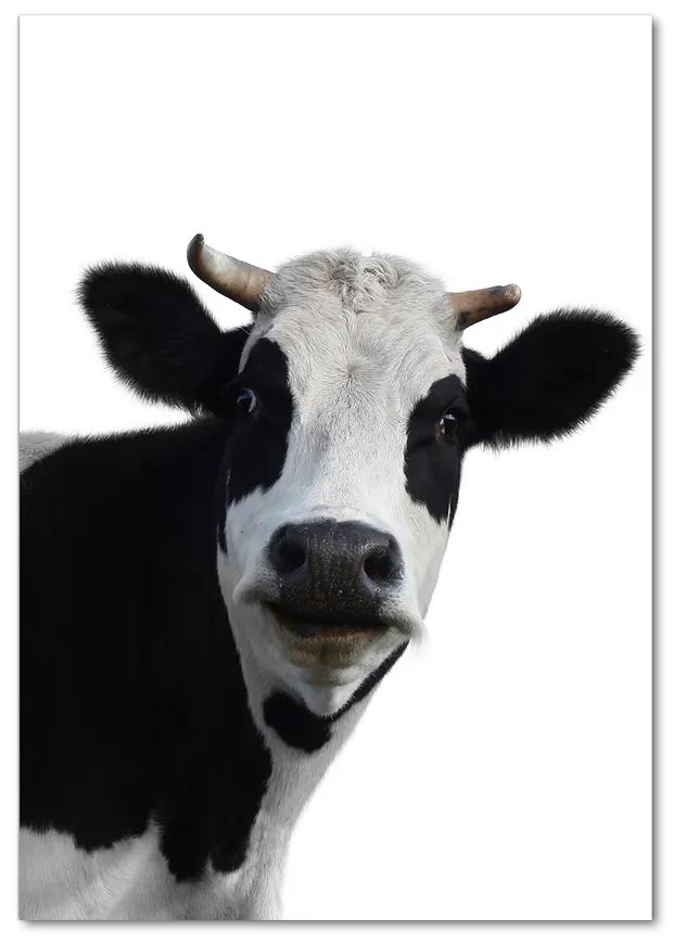 Wallmuralia Foto obraz akrylový do obýváku Flekatá kráva 70x100 cm