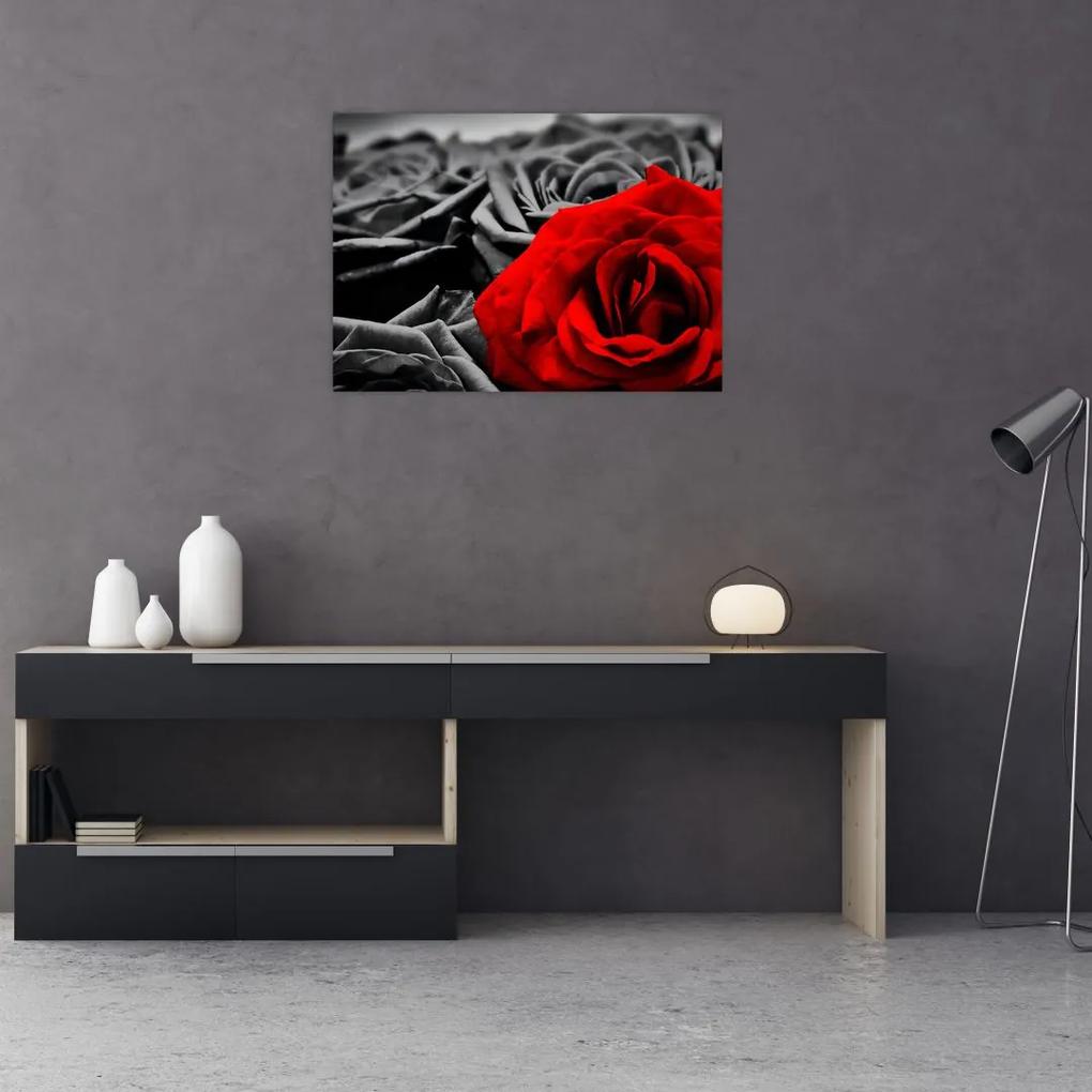 Skleněný obraz - Květy růží (70x50 cm)