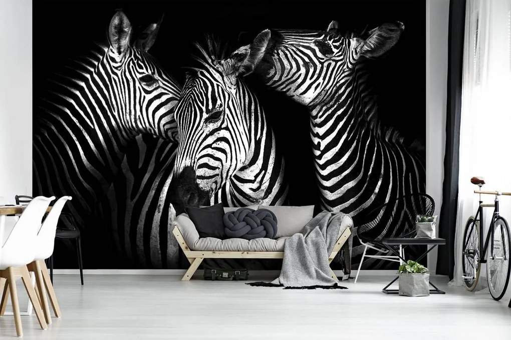 Fototapeta - Zebra (254x184 cm)