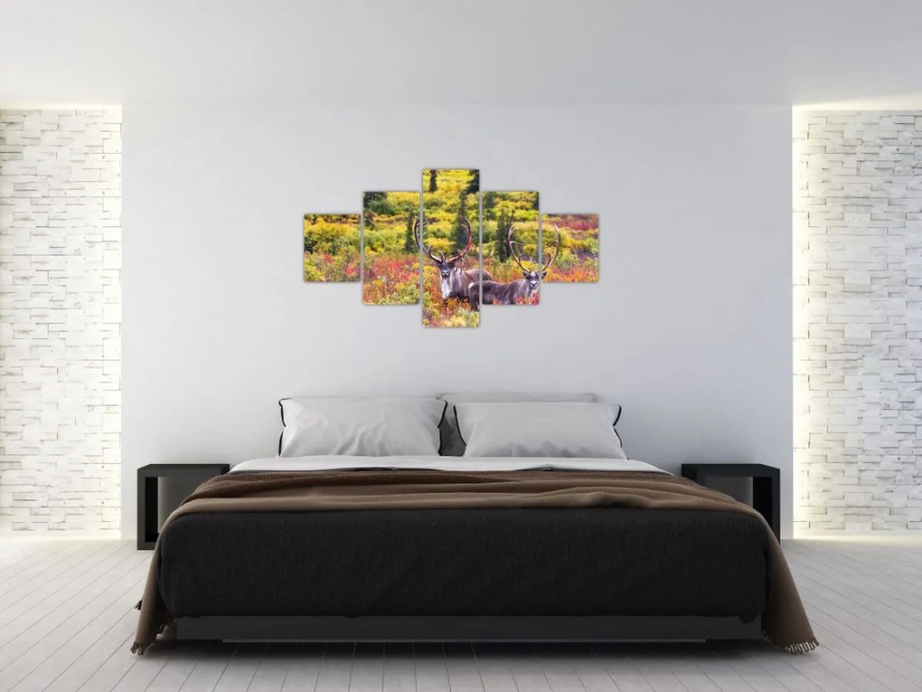 Obraz - Karibu na Aljašce (125x70 cm)
